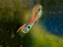 Guppy: a new vision on the Genetics of v the Types Part 4