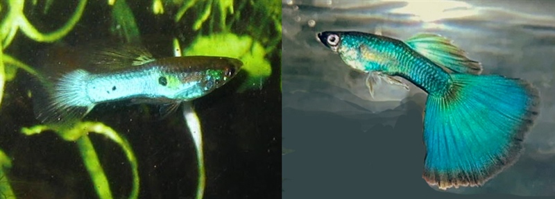 Crossing Japan Blue with Moscow Blue