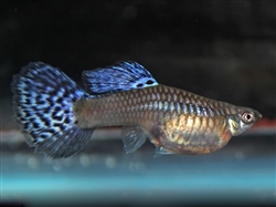 Guppy: a new vision on the Genetics of the Types Part 5 -Epilogue