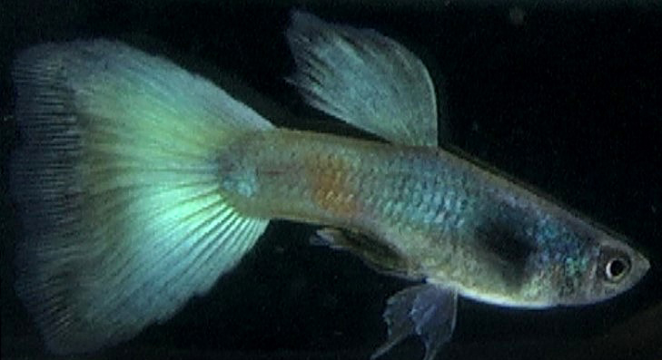 Crossing Japan Blue with Moscow Blue